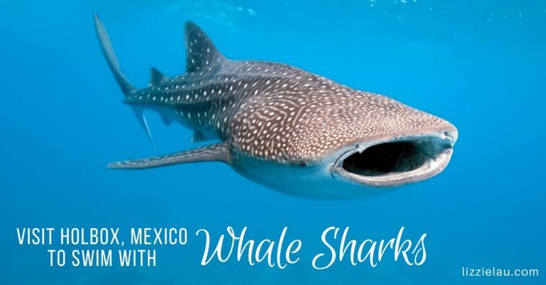 Holbox, Mexico - Swim With Whale Sharks, the World's Biggest Fish