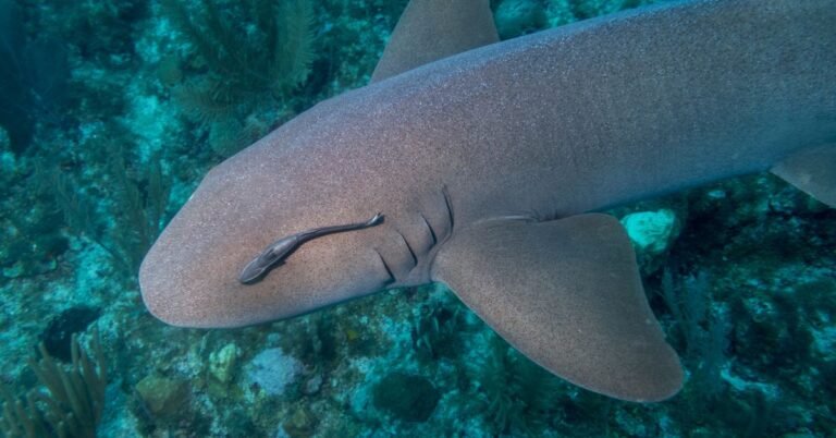 The Sea Creatures in Roatán, Honduras - Lizzie Lau Travels